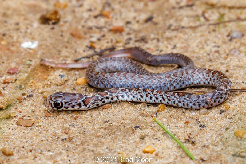 Buttermilk Racer from Rapides Parish, LA, USA on September 04, 2022 at ...