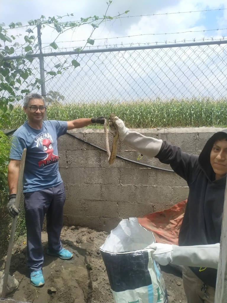 Mexican Bull Snake from San Mateo Capultitlán on August 30, 2022 by ...