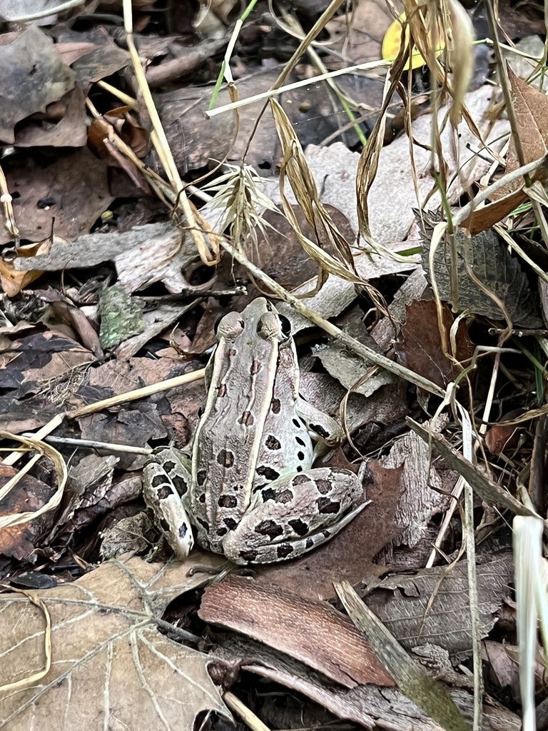 Southern Leopard Frog from Robertsville State Park, Robertsville, MO ...