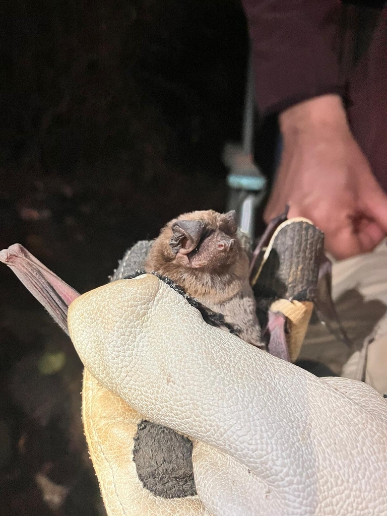 Dwarf Bonneted Bat in September 2022 by Juan Manuel Ordoqui. Creditos ...