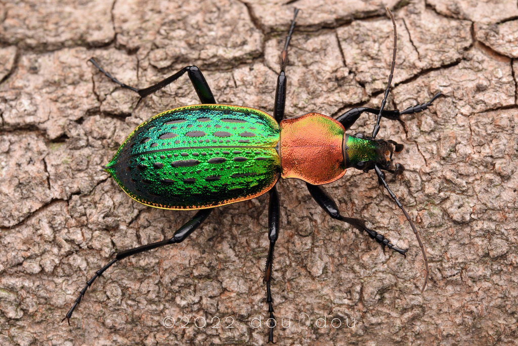 Carabus lafossei from 中国江苏省南京市江宁区汤山 on May 23, 2022 at 09:57 PM by 豆豆 ...