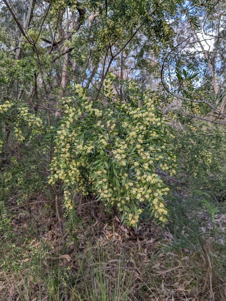 Varnish Wattle from Belgrave South VIC 3160, Australia on September 5 ...