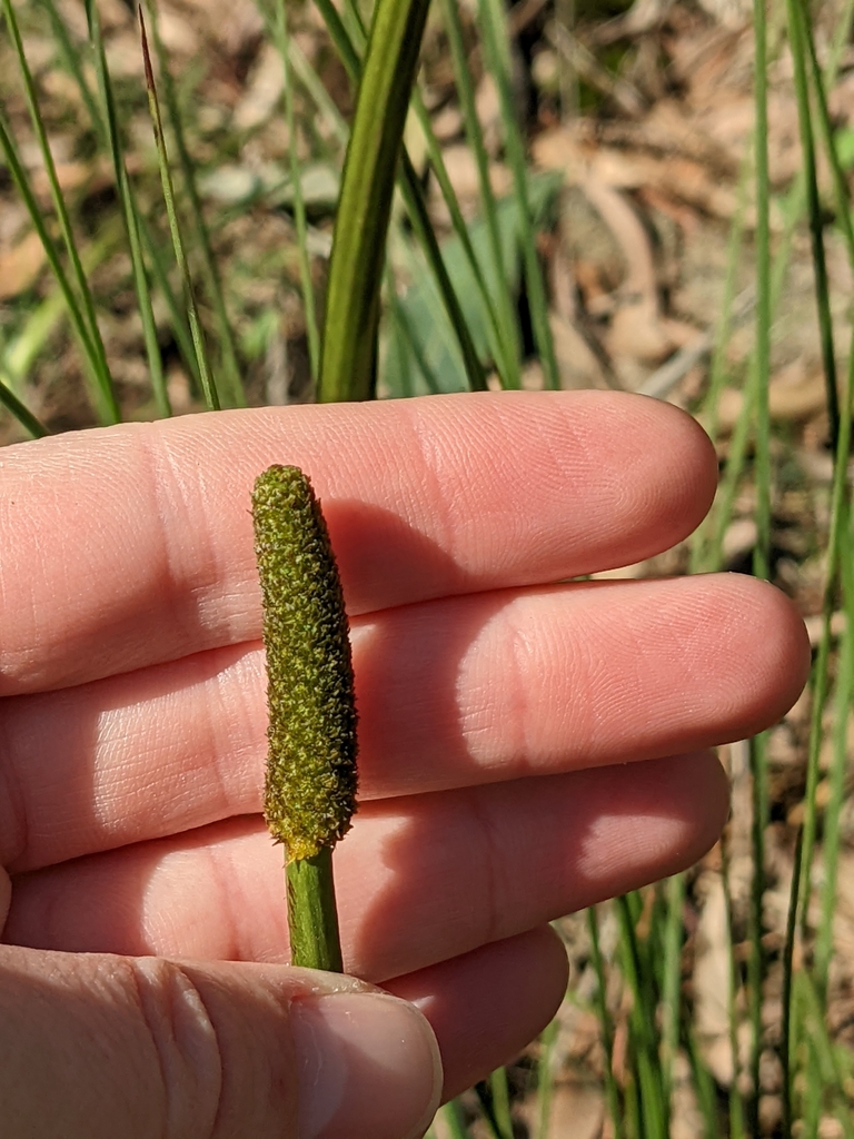 Small Grass-tree from Belgrave South VIC 3160, Australia on September ...