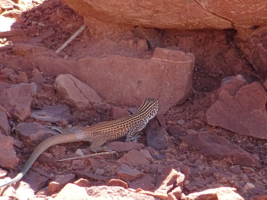 Western Whiptail from San Juan County, UT, Estats Units d'Amèrica on ...