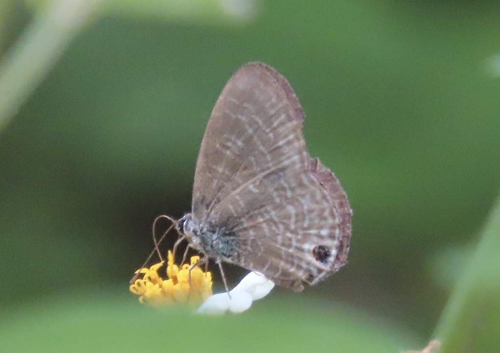 Nacaduba from Fa Long Gu Dou, Lung Kwu Tan, New Territories, HK on ...