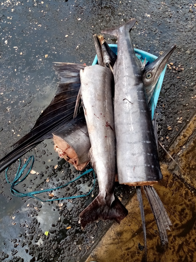 Sailfish in September 2022 by tracc. Fish market observation. Original ...