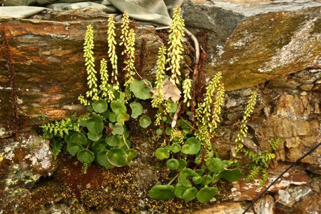 Wall Pennywort from Portugal - Colmeal on June 17, 2010 by ...