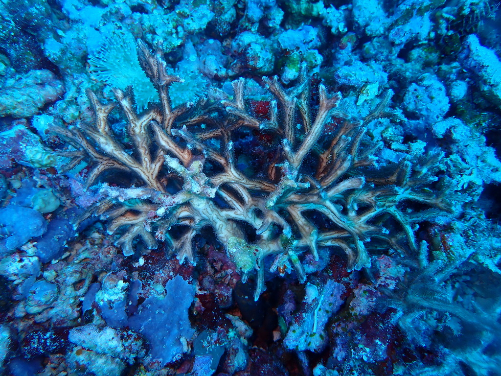 Merulina triangularis in September 2022 by tracc · iNaturalist