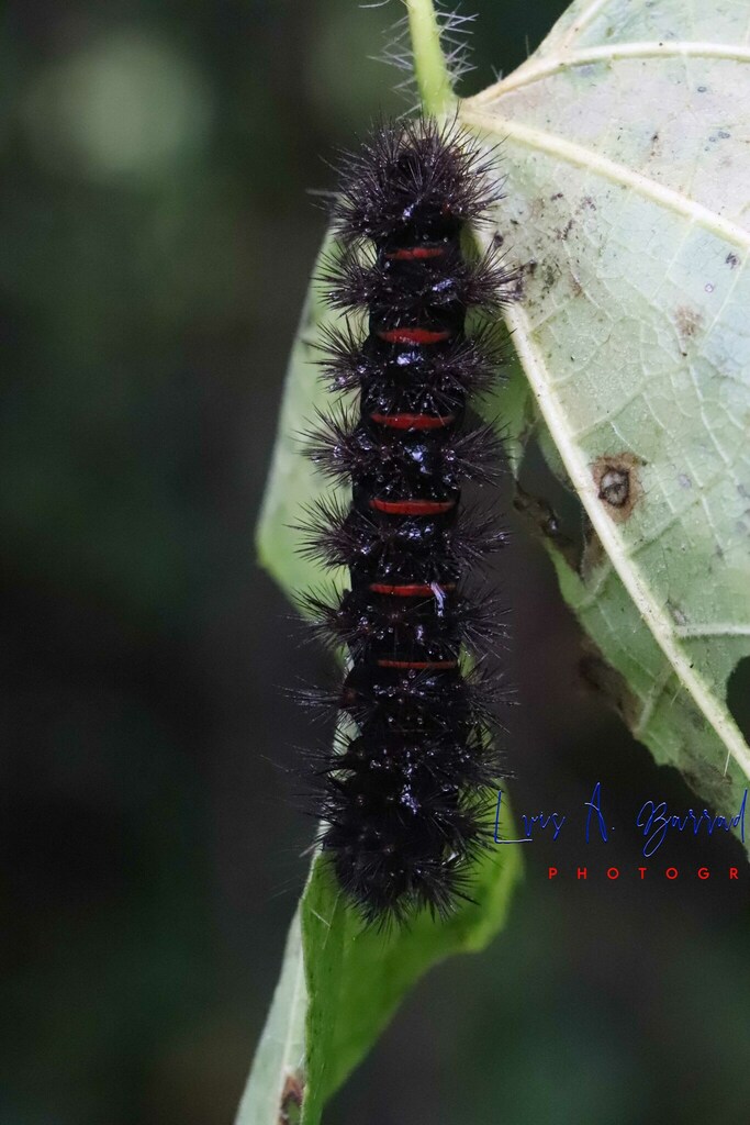 Hypercompe from Rancho El sinaí- Jilotepec, Ver., México on September ...