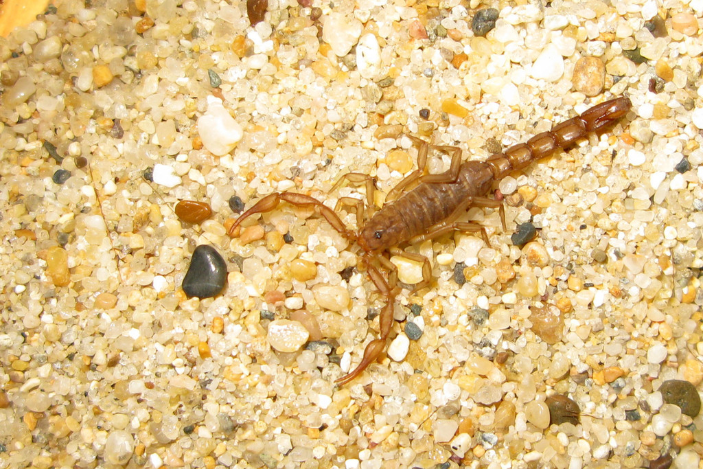 Sawfinger Scorpion from Altamont, CA on April 10, 2008 by screws ...