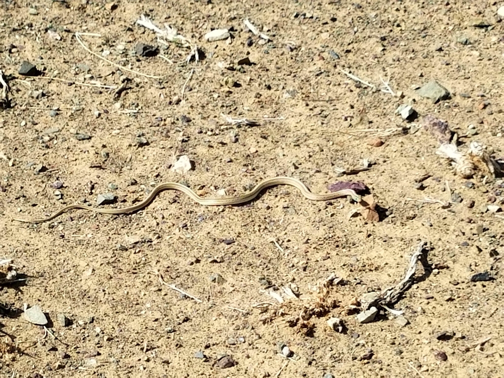 Slender Racer from Gurvantes, Mongolia on July 6, 2022 at 10:11 AM by ...