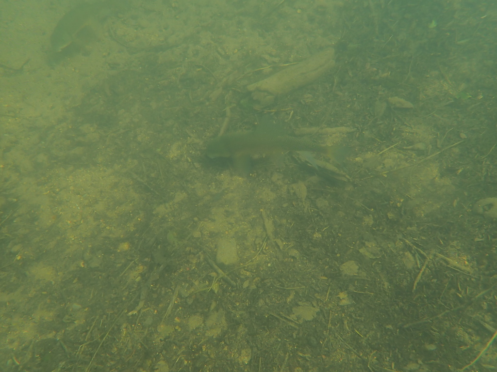 Largescale Sucker from Flathead County, MT, USA on August 22, 2022 at ...