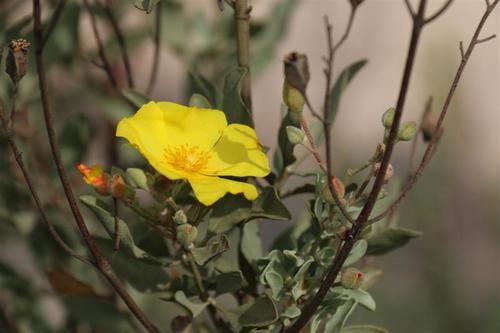 Subspecies Halimium halimifolium multiflorum · iNaturalist