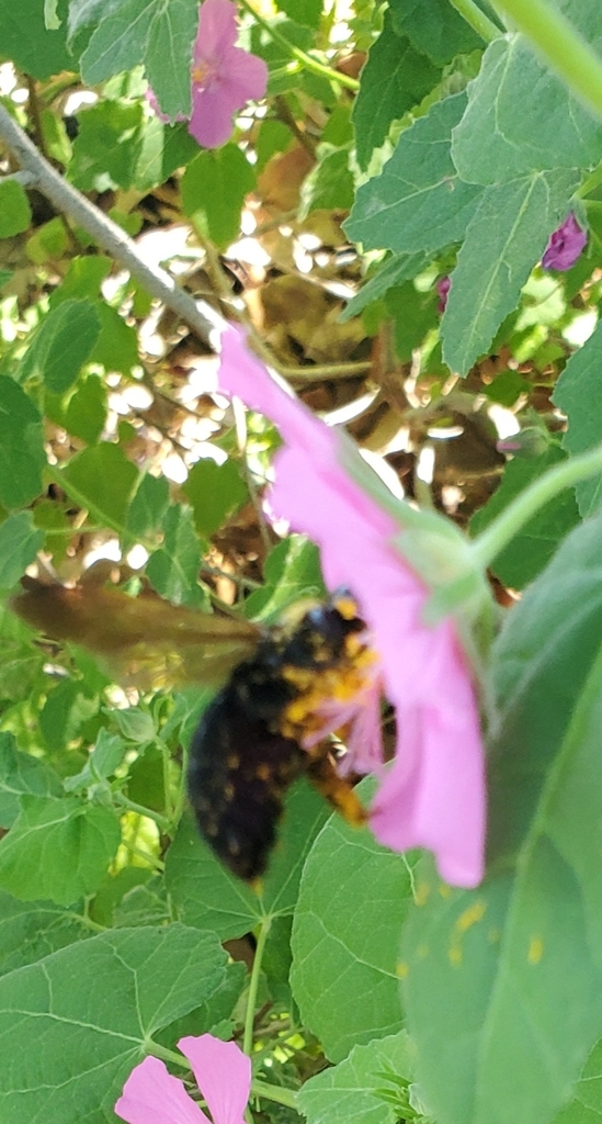 Large Carpenter Bees from Tarrant County, US-TX, US on September 5 ...