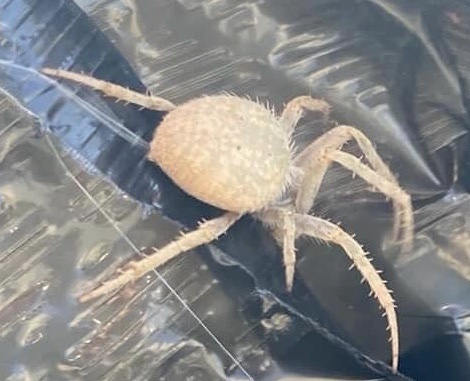 Typical Orbweavers in September 2022 by Jennifer Cheney · iNaturalist