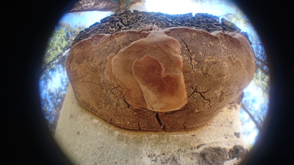 Setas, bejines y parientes desde Parque Nacional San Pedro Mártir el 31 ...