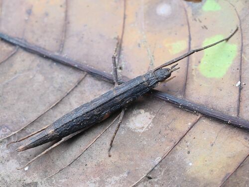 Paragongylopus plaumanni · iNaturalist