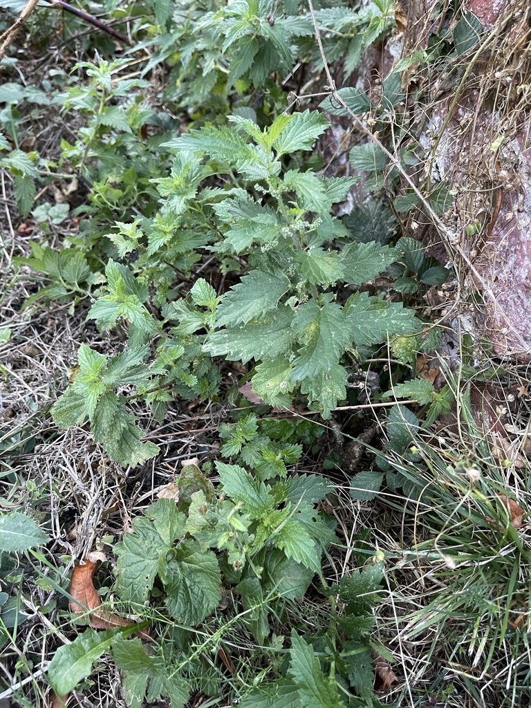 great stinging nettle from Hitcham Lane, Slough, England, GB on ...