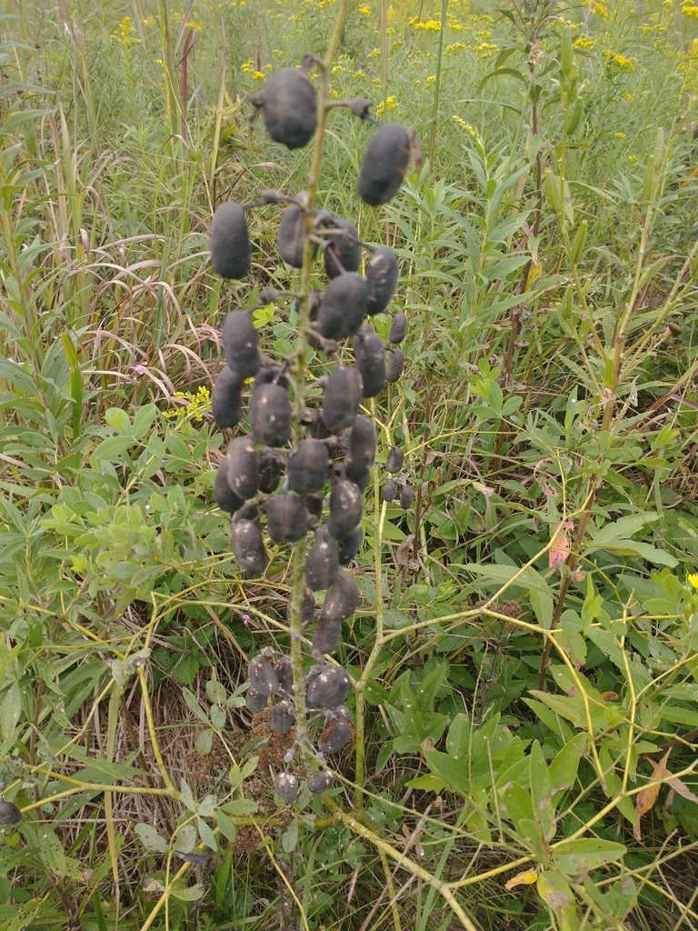 white wild indigo from Mattawan, MI 49071, USA by Adam Austin · iNaturalist