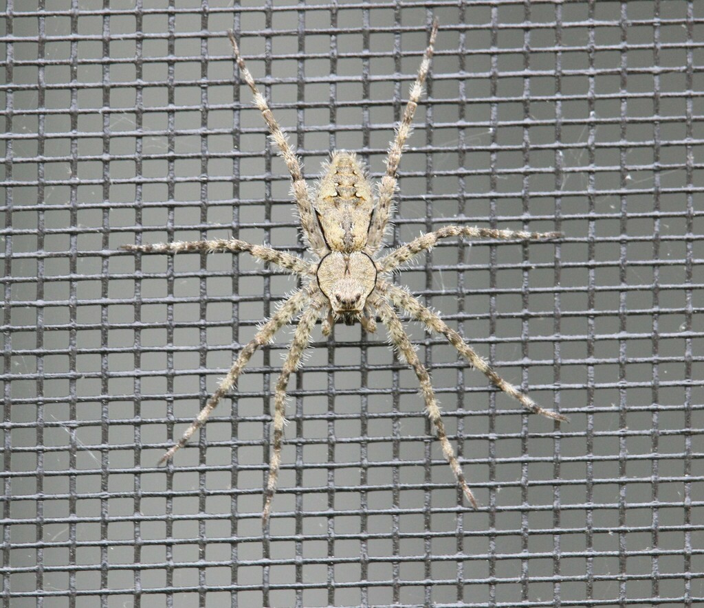 White-banded Fishing Spider in March 2020 by Kindle Dragon · iNaturalist