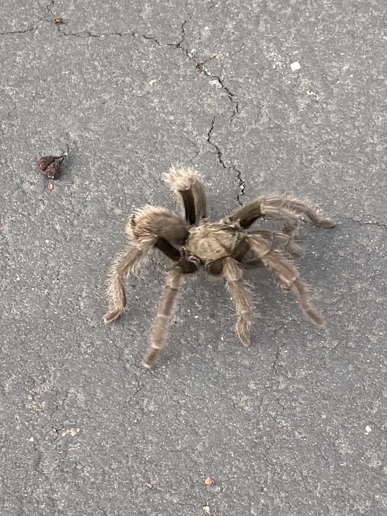 Desert Tarantula from Binns Ct, San Luis Obispo, CA, US on September 04 ...