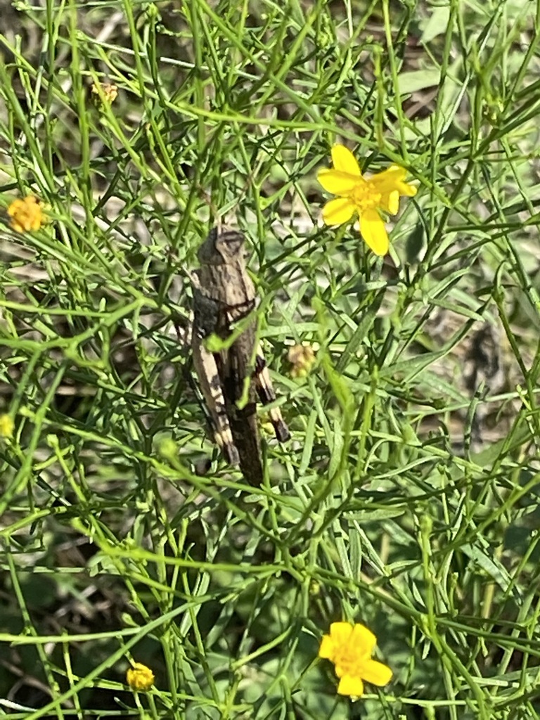 Plains Yellow-winged Grasshopper from 1770 Holford Rd, Garland, TX ...