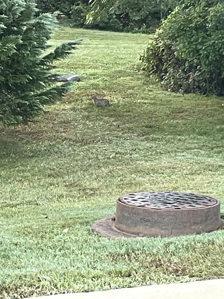 Eastern Cottontail from Prince William County, US-VA, US on August 31 ...