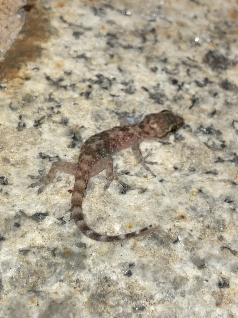 Mediterranean House Gecko from NC State University, Raleigh, NC, US on ...