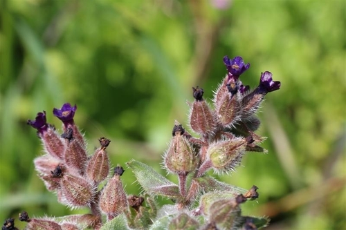 Subspecies Anchusa undulata granatensis · iNaturalist