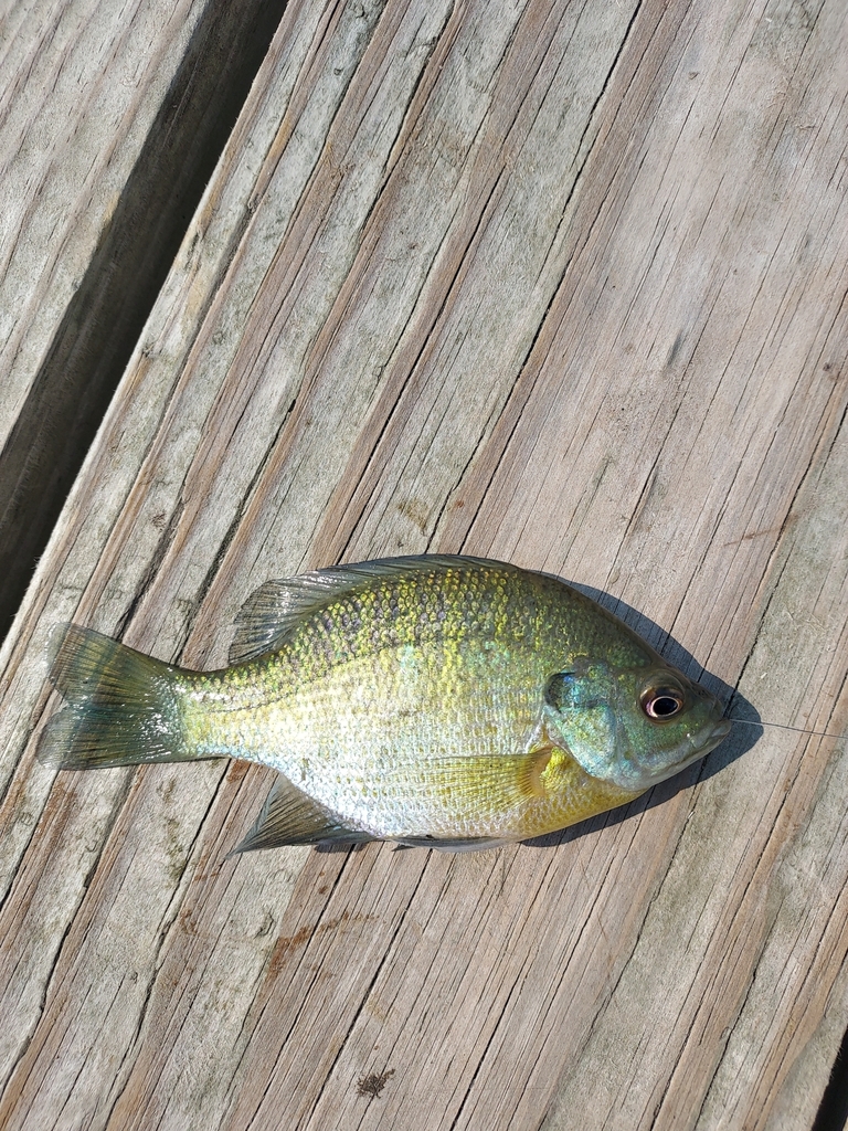 Bluegill from Eglon Township, MN, USA on September 5, 2022 at 11:50 AM ...