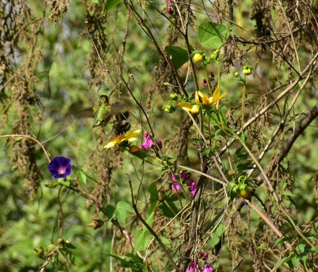 Rufous, Allen's, and Allied Hummingbirds from Amp Emiliano Zapata ...