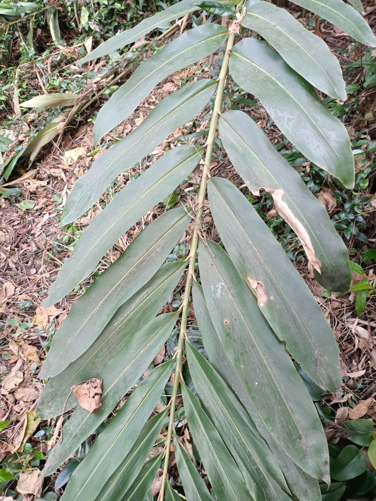 Native Ginger from Loganholme QLD 4129, Australia on 06 September, 2022 ...