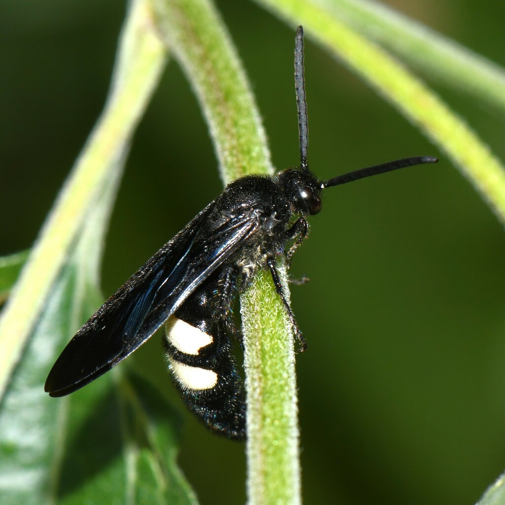 Double-banded Scoliid Wasp from Monroe County, IL, USA on September 05 ...