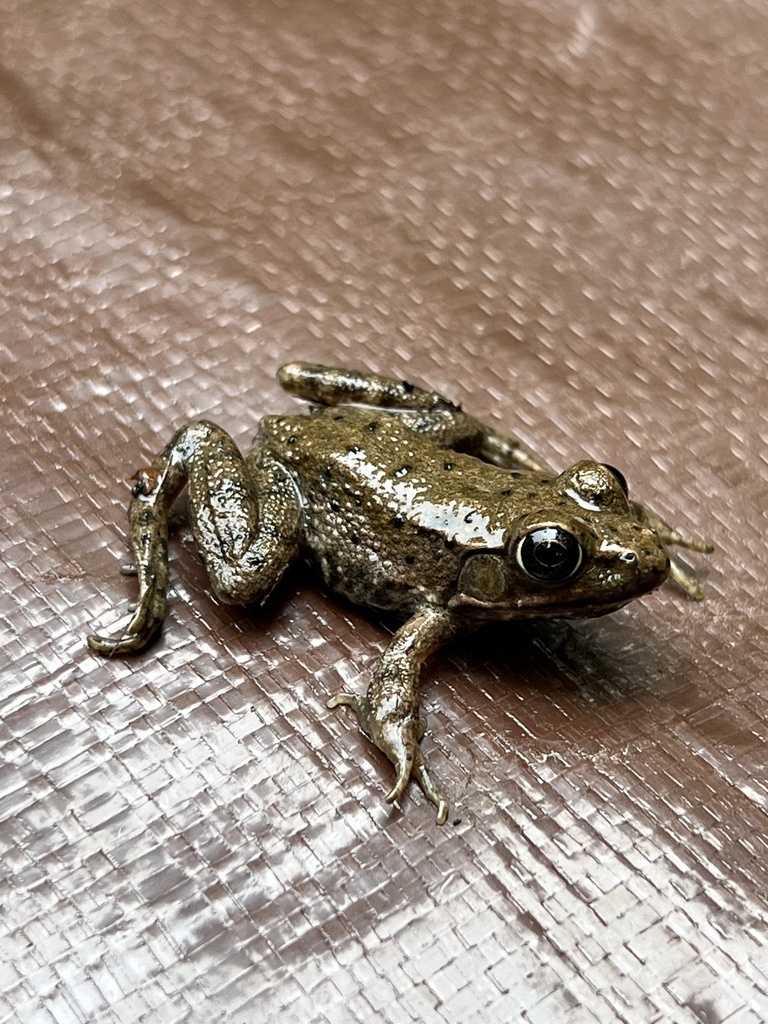 Green Frog from Devil's Lake State Park, Merrimac, WI, US on September ...
