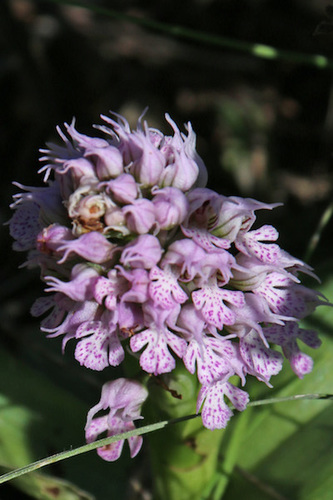 Subspecies Neotinea tridentata conica · iNaturalist
