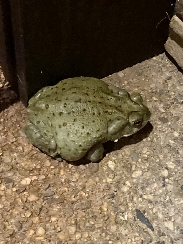 Sonoran Desert Toad from N Canon del Pajaro, Tucson, AZ, US on September 04, 2022 at 09:57 PM by ...