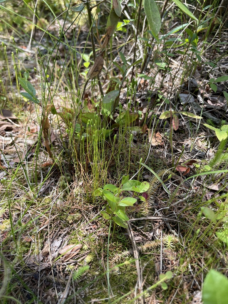 curly grass fern in July 2022 by Alex Kunz · iNaturalist