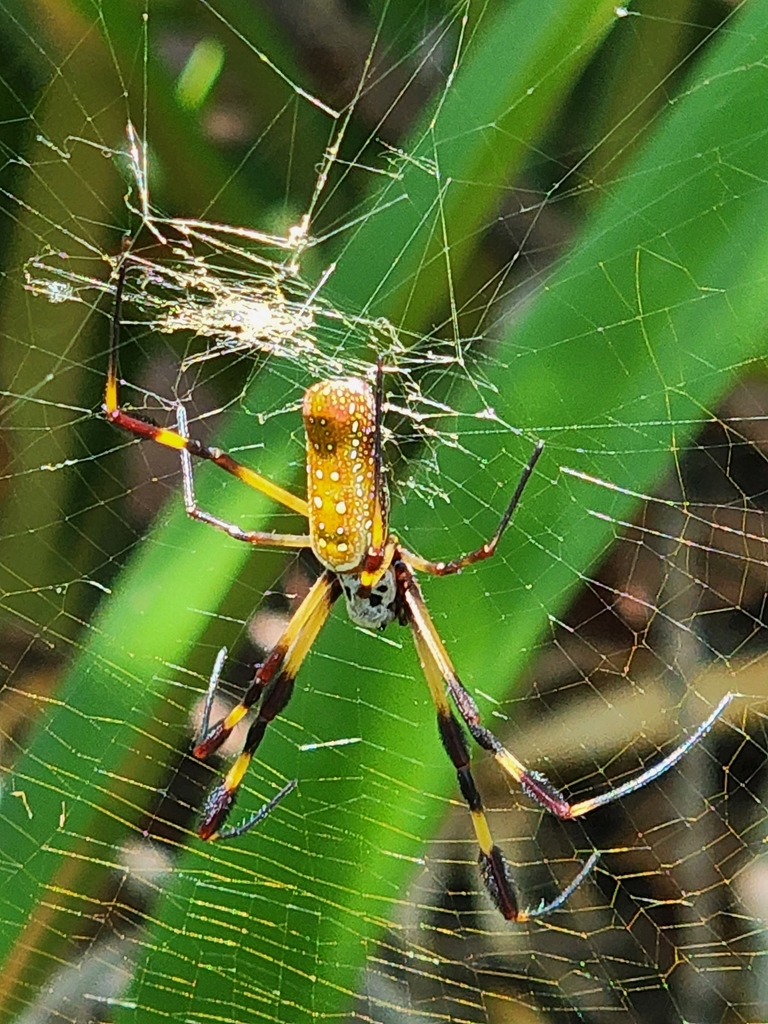 Golden Silk Spider from José Santos Guardiola, Honduras on September 5 ...