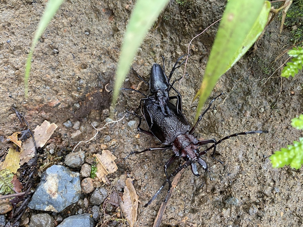Psalidognathus modestus from Arenal Volcano National Park, San Carlos ...