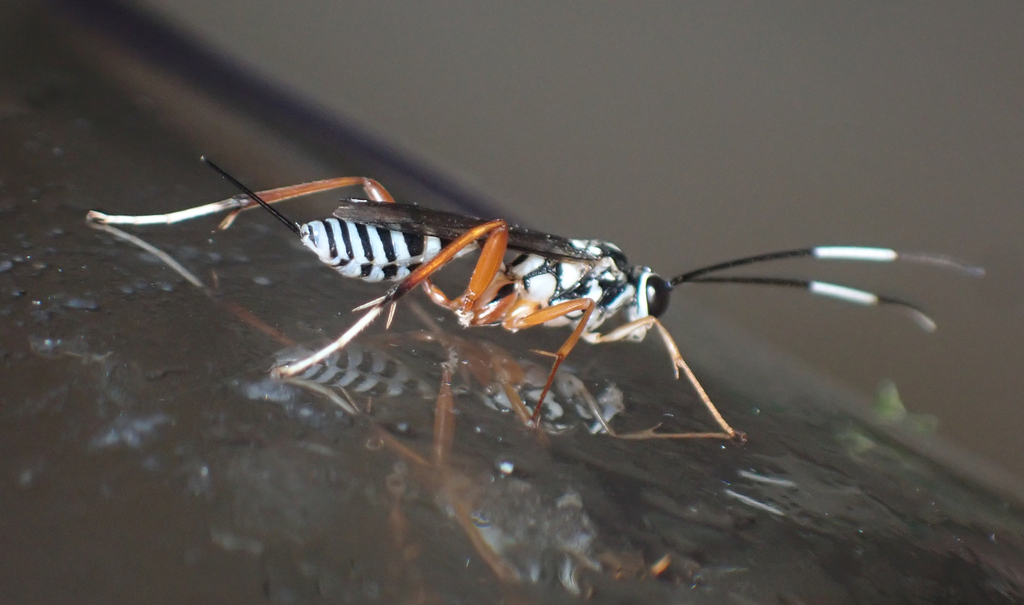 Cryptini from St Lawrence County, NY, USA on September 05, 2022 at 08: ...