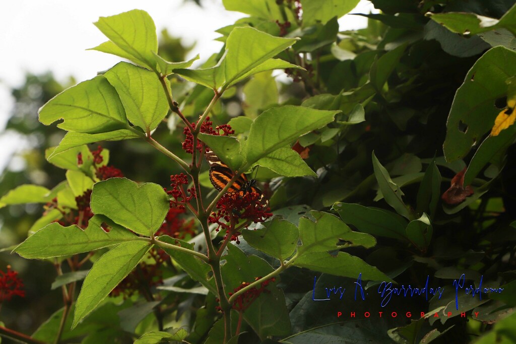 Eueides isabella eva from Laguna del Castillo, Xalapa-Enríquez, Ver ...