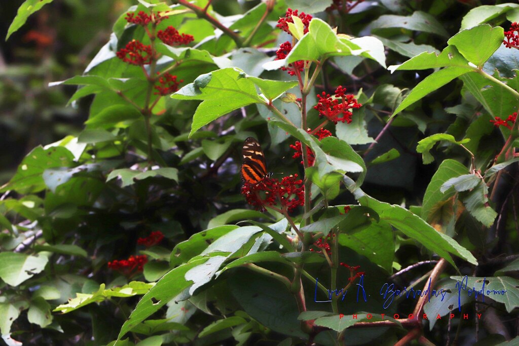 Eueides isabella eva from Laguna del Castillo, Xalapa-Enríquez, Ver ...