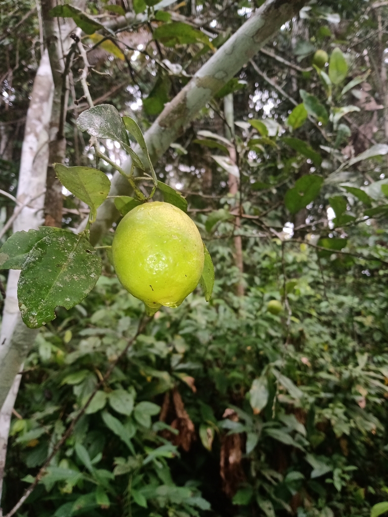 Lemon from 17100, Perú on May 27, 2022 at 09:53 AM by Lizett Retuerto ...