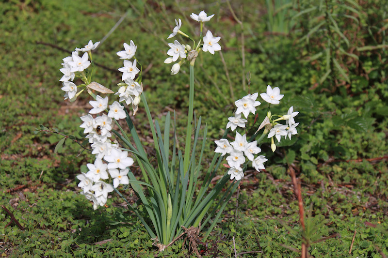 Narcissus papyraceus papyraceus from Portugal - Estômbar on January 24 ...