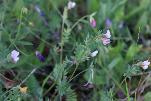 Subspecies Ornithopus sativus isthmocarpus · iNaturalist