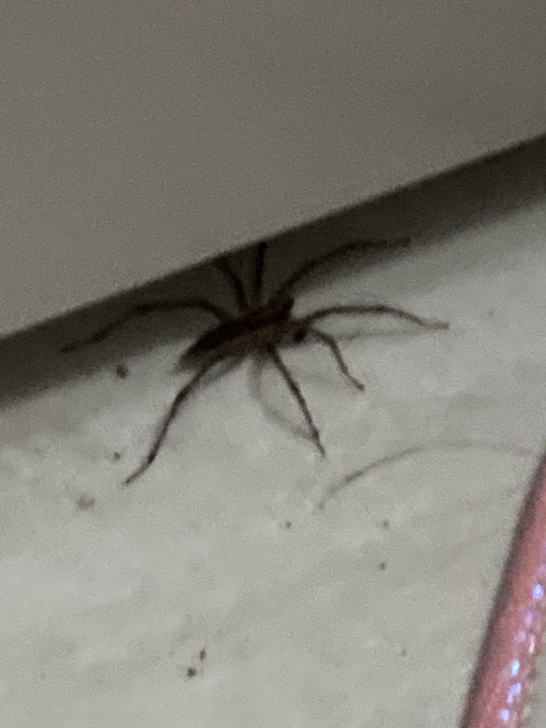 Grass Spiders from Pershing Rd, Berwyn, IL, US on September 05, 2022 at ...