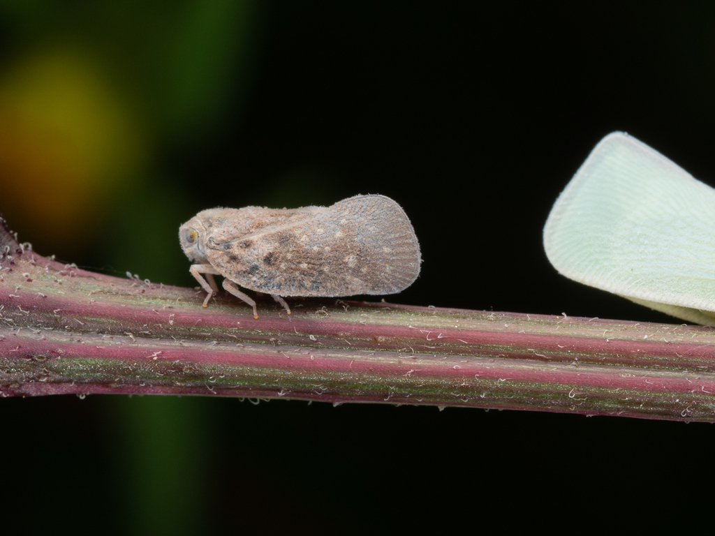 Citrus Flatid Planthopper from Waukesha County, WI, USA on September 05 ...