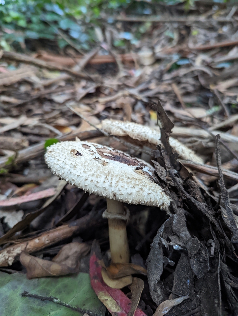 Shaggy Parasol from Stern Grove Concert Meadow on September 5, 2022 at ...