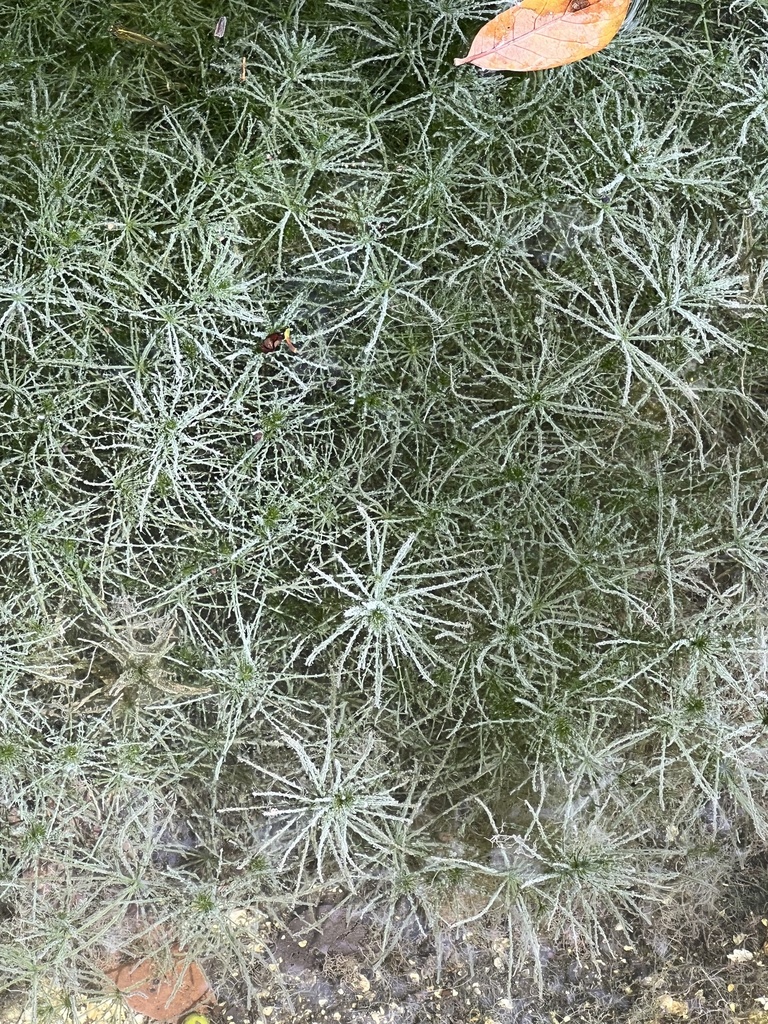 muskgrass from Friends of Washington Oaks Gardens State Park, Palm ...