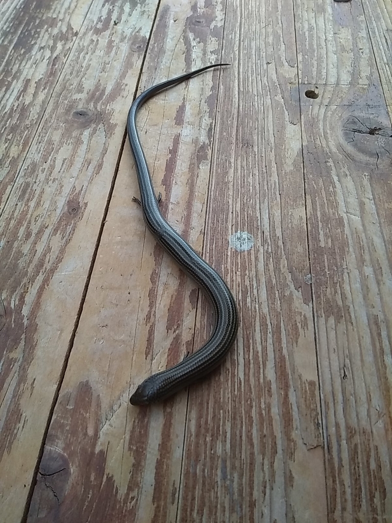 Western Three-toed Skink from Tourém on September 4, 2022 at 06:48 PM ...